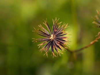 Black Jack Plant Agapanthus Africanus Black Jack 9cm Potted Plant X 1